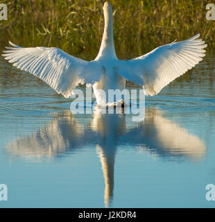 A Stretching Swan Stock Photo - Alamy