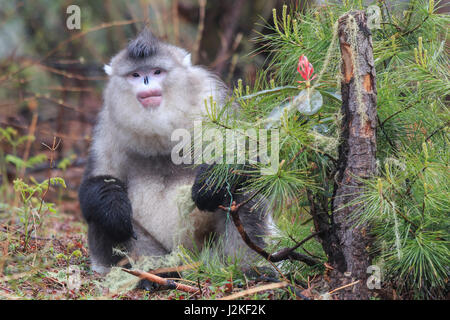 Tonkin snub-nosed monkey (Rhinopithecus avunculus) in tree, Vietnam ...