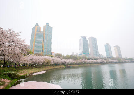 Seokchon Lake park at night and cherry blossom of Spring in Seoul ...