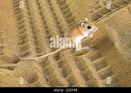 Litter Mongolian gerbil, Desert Rat on white background Stock Photo - Alamy