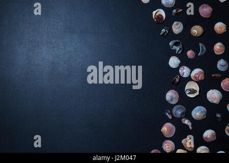An arrangement of blue sea shells Stock Photo - Alamy