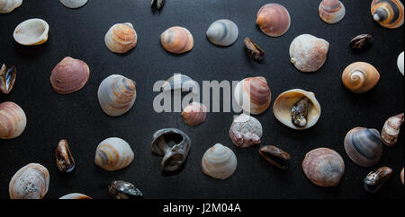 Marine shells in a small rustic wooden crate with other marine ...