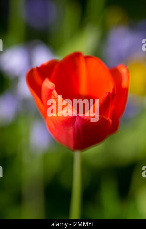 Red tulips center focus blur background Stock Photo - Alamy