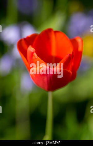 Red tulips center focus blur background Stock Photo - Alamy