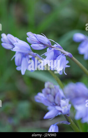 Close-up of a group of Spanish bluebells on tall green stems. Perfect ...