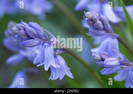 Close-up of a group of Spanish bluebells on tall green stems. Perfect ...