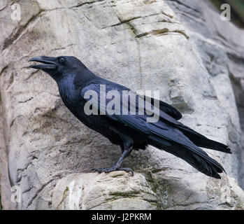 Raven in front view with head turned to the right side Stock Photo - Alamy