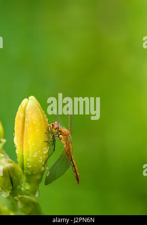An orange-colored dragonfly is sitting on a tree trunk on a green grass ...