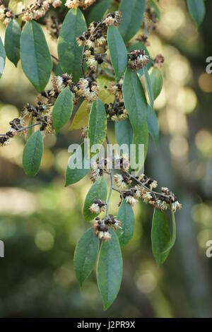 Chinese fighazel (Sycopsis sinensis Stock Photo - Alamy
