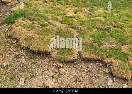Very badly laid turf / grass / lawn which hasn't bonded with the stony ...
