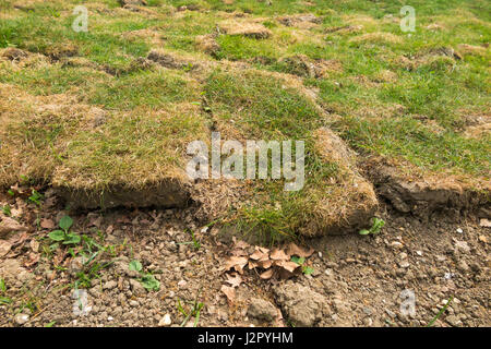 Very badly laid turf / grass / lawn which hasn't bonded with the stony ...