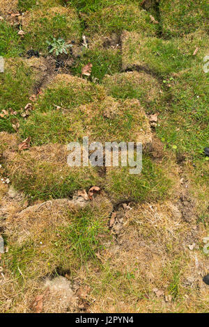 Very badly laid turf / grass / lawn which hasn't bonded with the stony ...