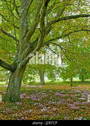 Ornamental garden with beech trees and flowers Stock Photo - Alamy