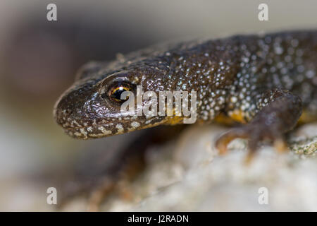 Danube crested newt (Triturus cristatus dobrogicus, us dobrogicus), one ...
