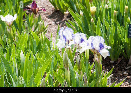 Iris is a genus of monocotyledonous plants of the Iridaceae family. The ...