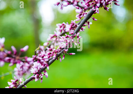 Zmarlika (Cercis) is a genus of plants classified into the legume ...