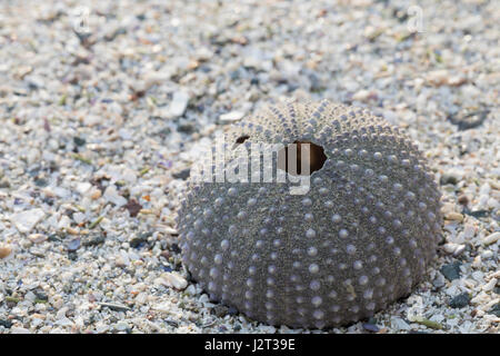 Seeigel-Skelett am Strand, Spülsaum, Skelett eines regelmäßigen Seeigel ...