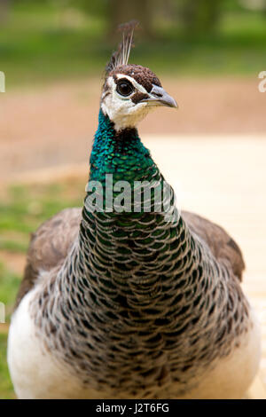 Peahen female peacock beautiful bird feathers out shows colorful tail ...