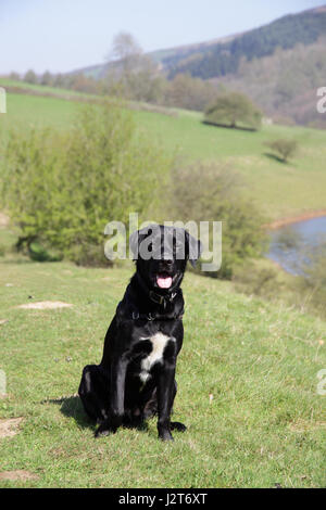 A Labrador Springer Spaniel cross waiting patiently on Fistral beach in ...