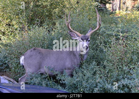 Nice deer in the wild life. before hunting began Stock Photo - Alamy