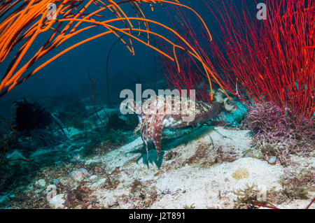 Broadbill cuttlefish (Sepia latimanus) Cebu, Malapascua Island ...