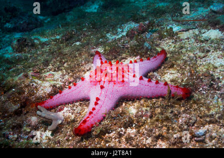 Red cushion sea star or West Indian sea star (Oreaster reticulatus ...