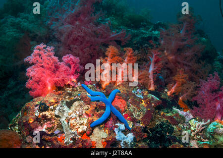 Blue Starfish, Soft coral, Linckia laevigata, Malalpascua Island, Cebu ...