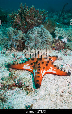 Chocolate chip sea star. Starfish. Underwater in the Galapagos Stock ...