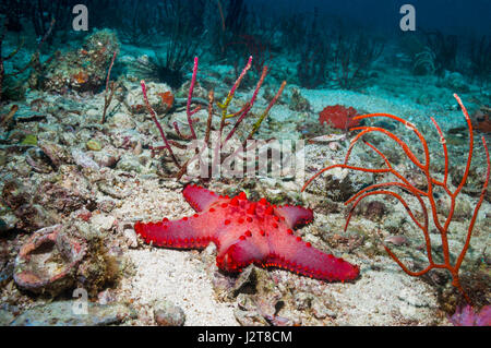 Red cushion sea star or West Indian sea star (Oreaster reticulatus ...