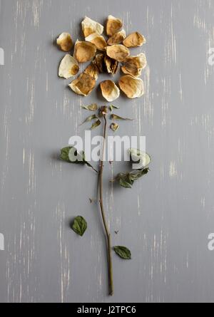 Deconstructed rose concept with parts of flower arranged in square ...