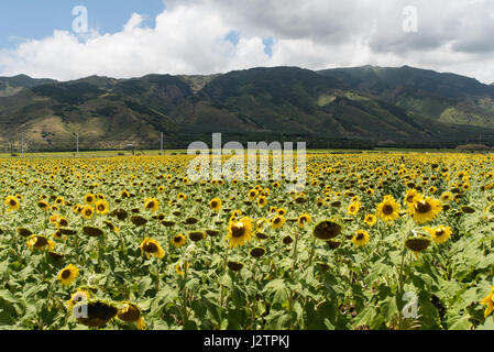 Sunflower Field on Maui Stock Photo - Alamy