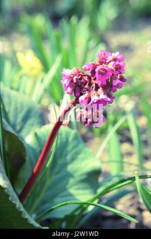 Close up of Bergenia crassifolia badan blooming in the spring garden ...