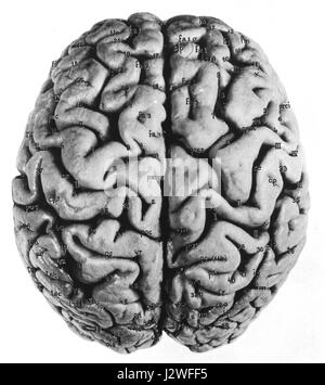 03 1 facies dorsalis cerebri sulci Stock Photo - Alamy