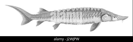 Lake Sturgeon (Acipenser fulvescens), North America Stock Photo - Alamy