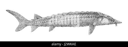 Acipenser sturio, known as the Atlantic sturgeon, is a species of ...