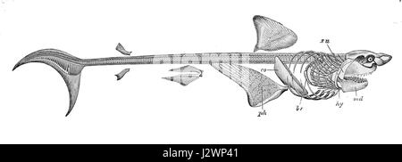 The White Shark, scientifically known as Carcharodon carcharias, is a ...