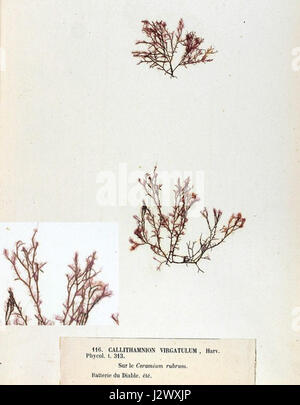 Acrochaetium virgatulum is a species of red algae, identified in ...