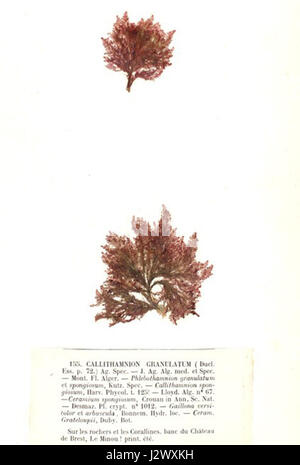 Callithamnion granulatum Crouan Stock Photo - Alamy