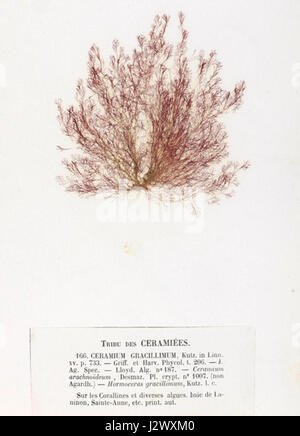 Ceramium diaphanum is a species of red algae found in marine ...