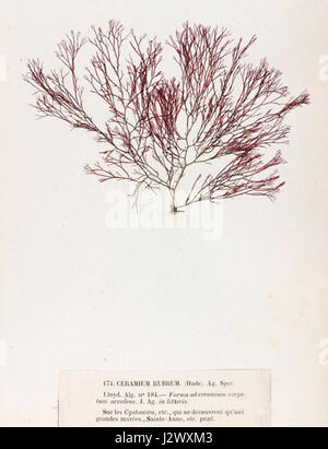 Ceramium virgatum, a species of red algae, is documented in this ...