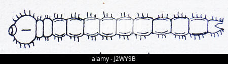 Agrilus larva Reitter Stock Photo - Alamy