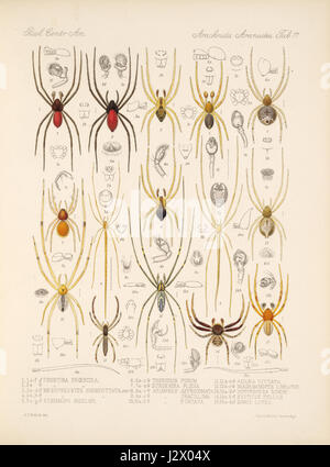 This image comes from a study on frogs, specifically their internal ...