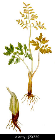 Botrychium multifidum nf Stock Photo - Alamy