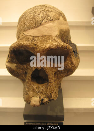 Australopithecus africanus is an extinct species of australopithecine ...
