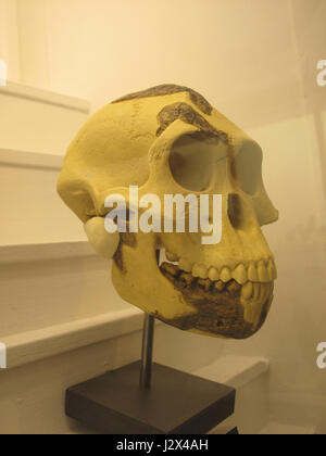 Australopithecus afarensis is an extinct species of hominin of the ...