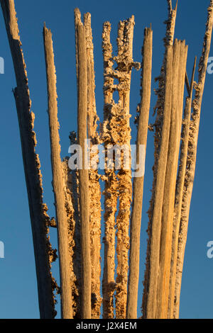 Saguaro Cactus Skeleton Carnegiea gigantea, Sedona, Arizona USA Stock ...