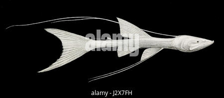 Bathypterois longicauda, a deep-sea fish, is known for its elongated ...