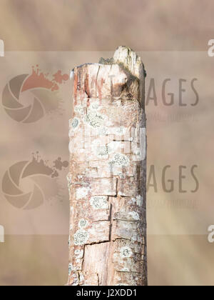 Dying tree in nature, selective focus, winter Stock Photo - Alamy