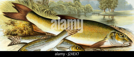 The common barbel, Barbus barbus, is a species of freshwater fish ...