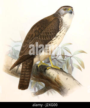 endangered i'o, Hawaiian hawk, (species: buteo solitarius) sacred to ...